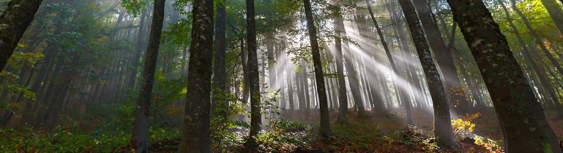 Un arbre planté pour chaque chauffe-eau Gaïa posé